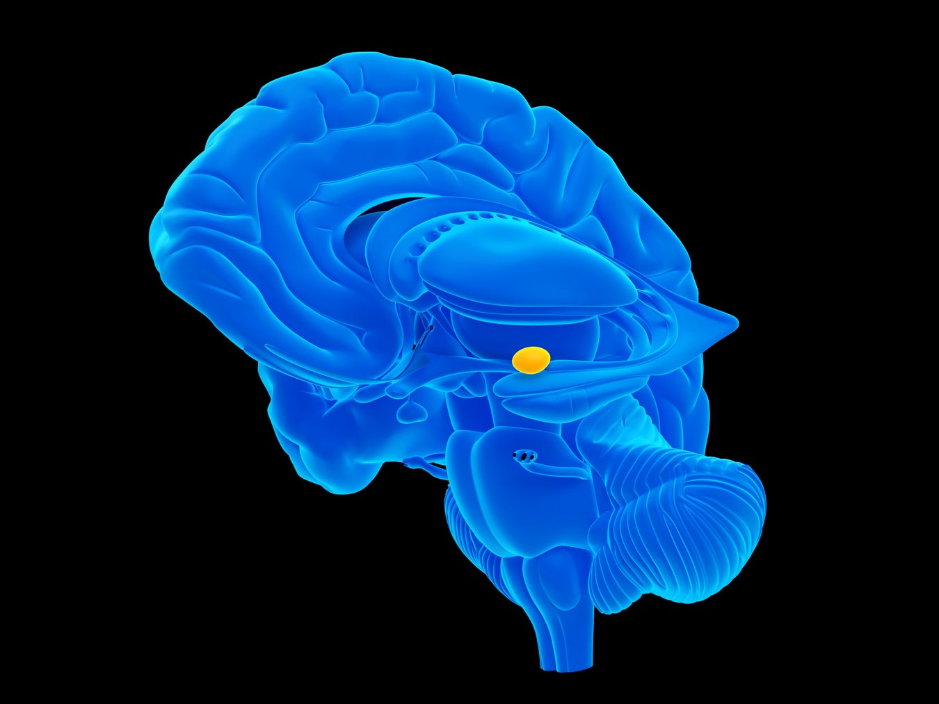 Neural Switch Flips on Aggression in Male Mice | Scientific American
