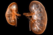 Pig Kidneys Transplanted To Human In Milestone Experiment PaperPanda Blog