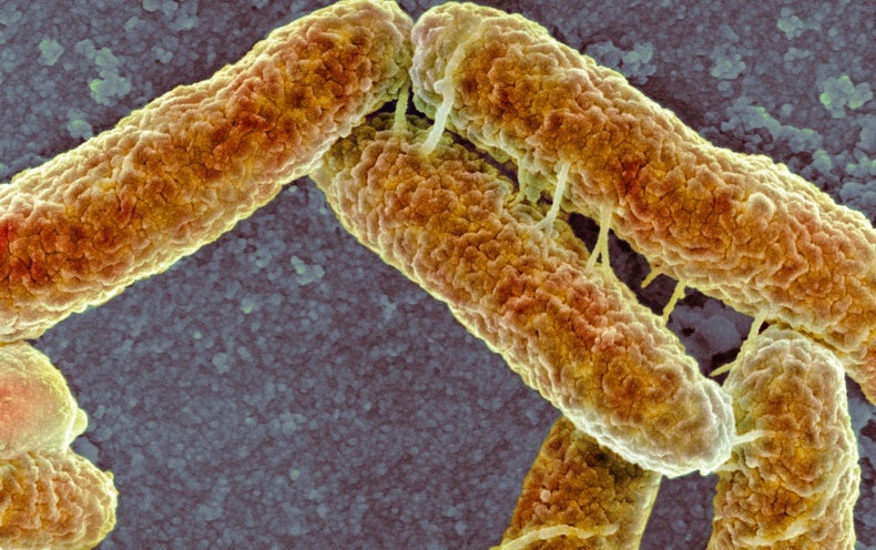 Bacterial Builders Churn Out Lengthy Muscle Proteins - Scientific American