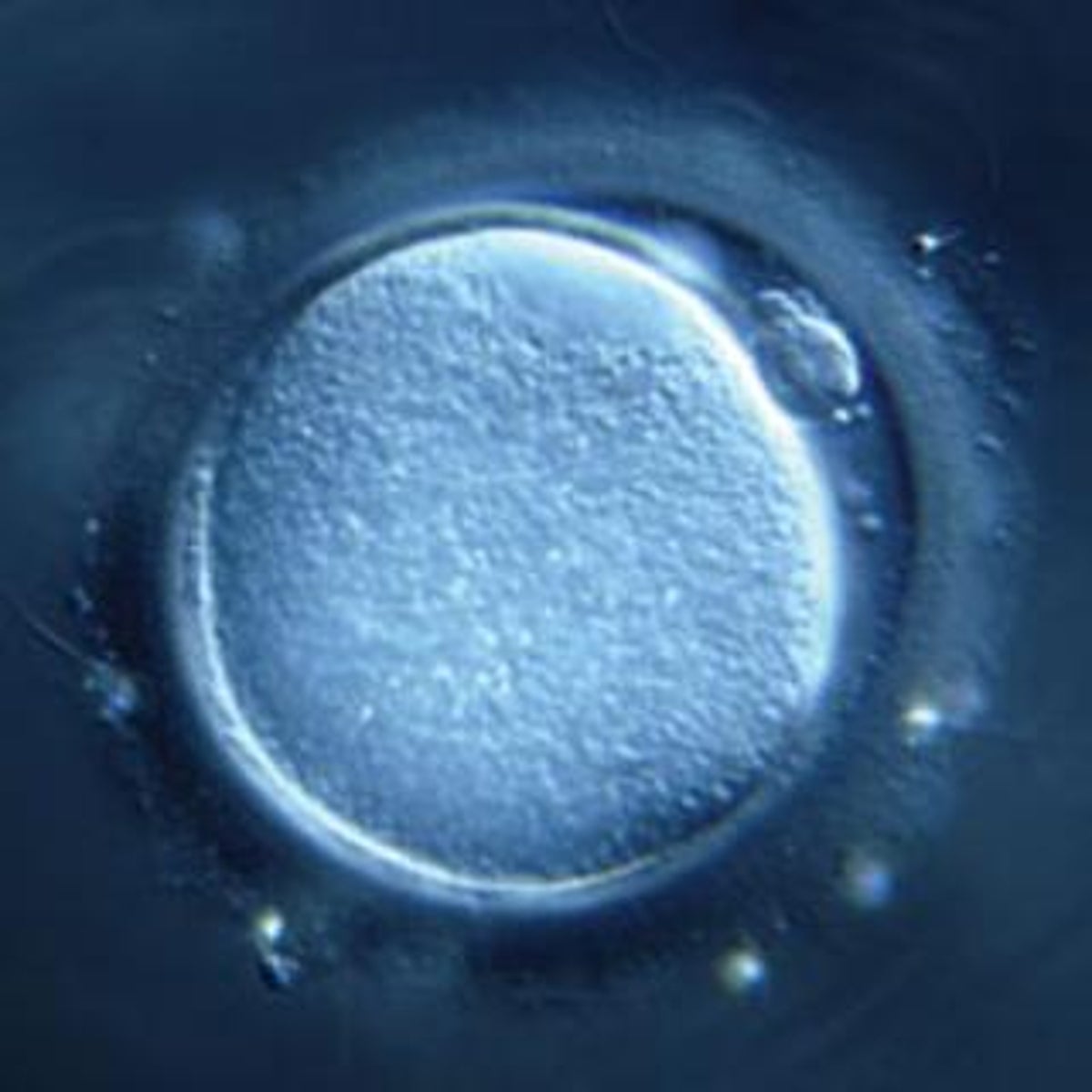 For Sale: Human Eggs Become a Research Commodity | Scientific American