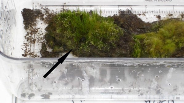 1,500-Year-Old Antarctic Moss Brought Back to Life - Scientific American
