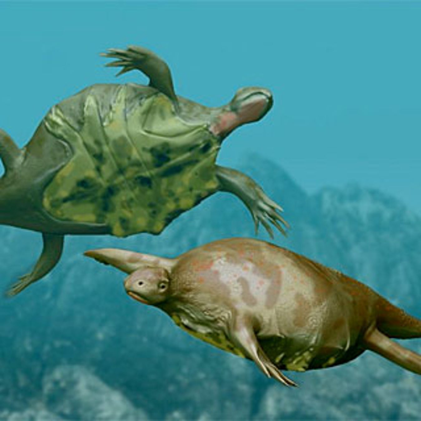 New Fossil Shows How the Turtle Got Its Shell | Scientific American