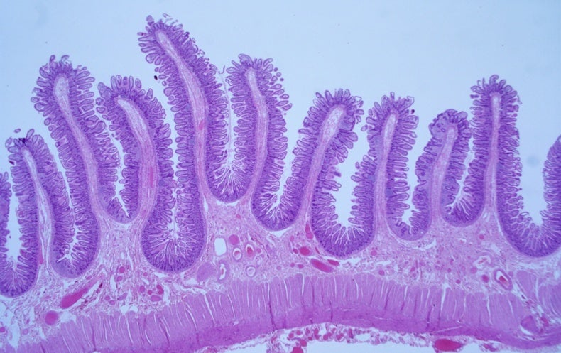 Meet Your Interstitium, a Newfound "Organ" - Scientific American