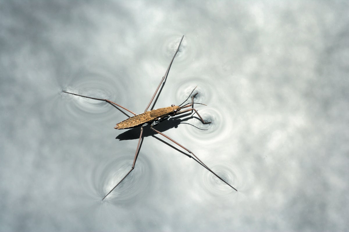 Poems: 'Water Striders' and 'Fallowing' | Scientific American