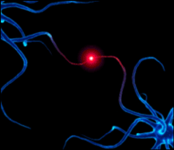 Fetal Neurons Still Operate in Adult Brain - Scientific American