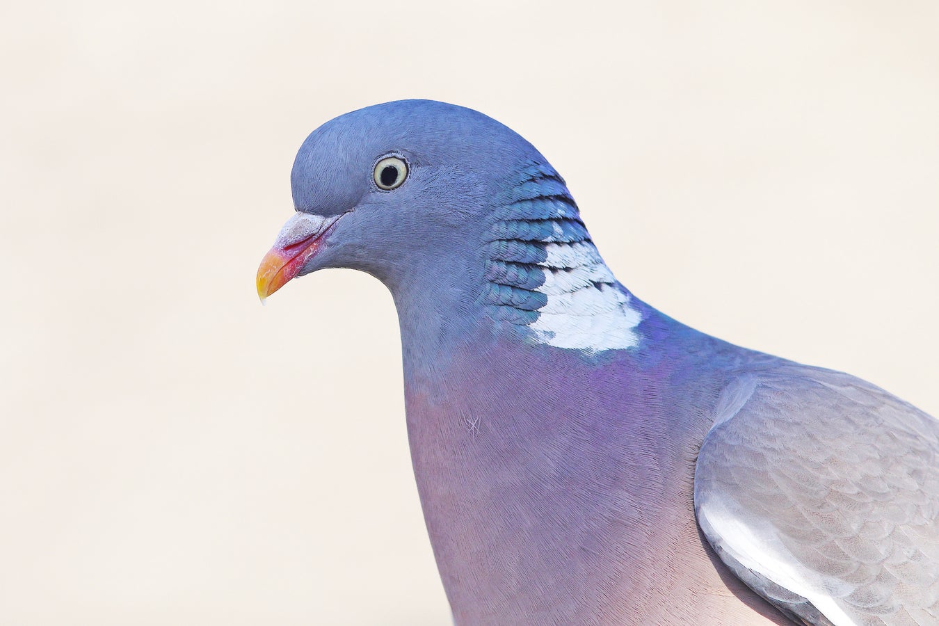 Bird Brains Are Far More Humanlike Than Once Thought | Scientific American