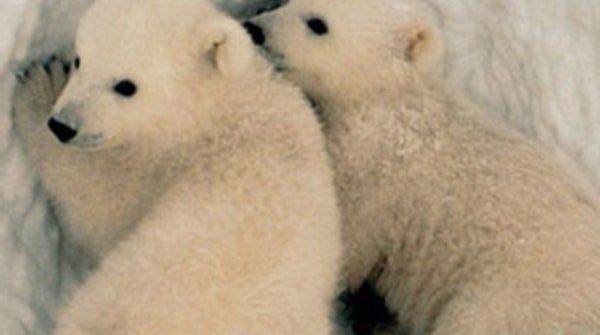 Should the Endangered Polar Bear Prompt Action on Climate Change ...