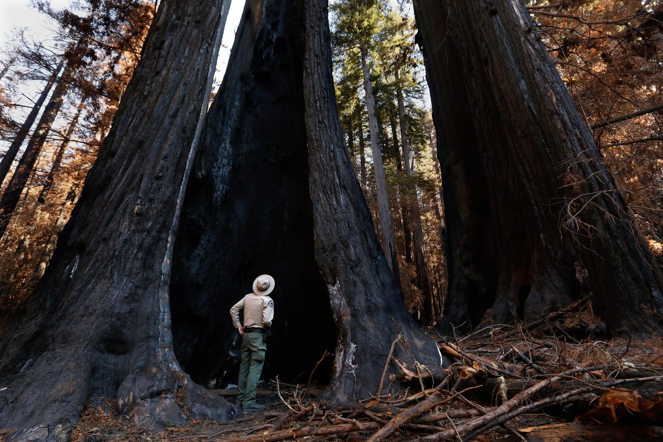 A Burned Redwood Forest Tells a Story of Climate Change, Past, Present ...