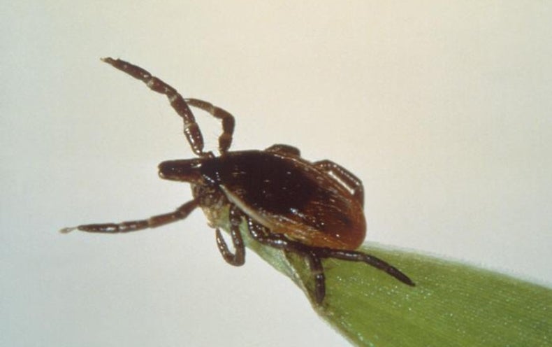 What Is Lyme Disease? - Scientific American