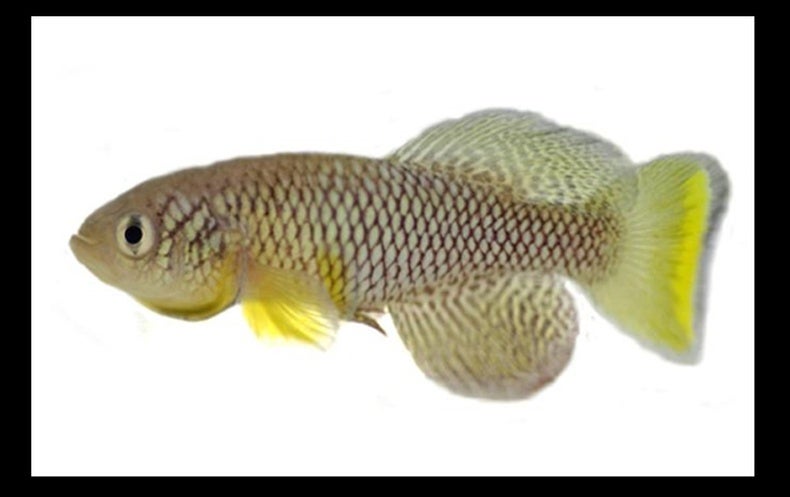 Youthful Poo Makes Aged Fish Live Longer - Scientific American