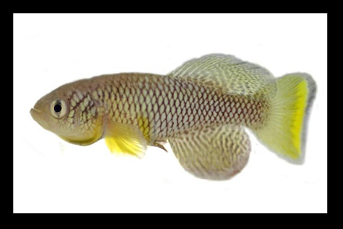 Youthful Poo Makes Aged Fish Live Longer | Scientific American