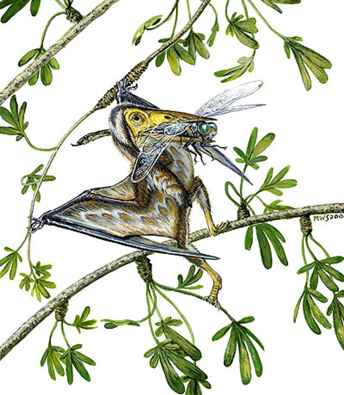 Pterodactyl in the Trees | Scientific American