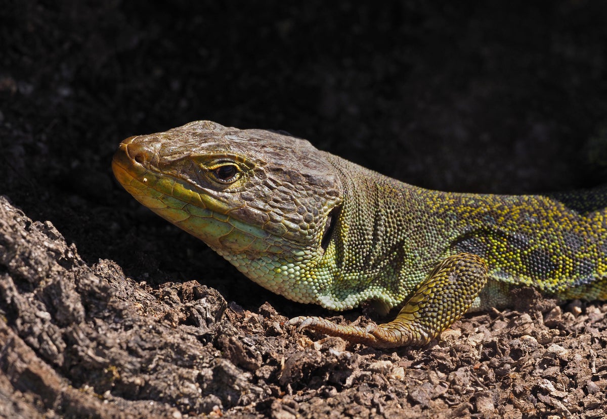 How Lizards Get Their Spots | Scientific American