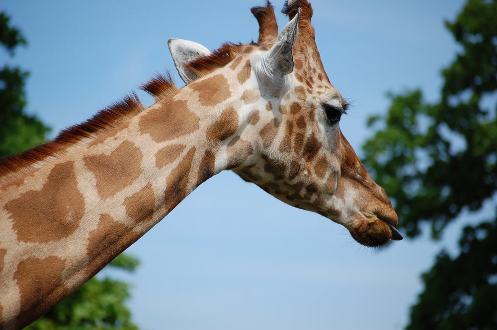 Genome Reveals Why Giraffes Have Long Necks | Scientific American