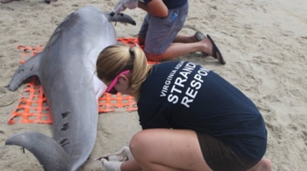 Massive Dolphin Die-Off Eludes Final Explanation - Scientific American