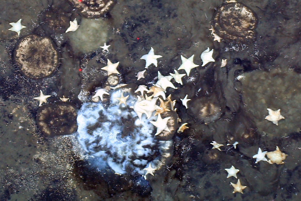 Surprise Fossil-Munching Sponges Found in Arctic Seafloor Wasteland ...