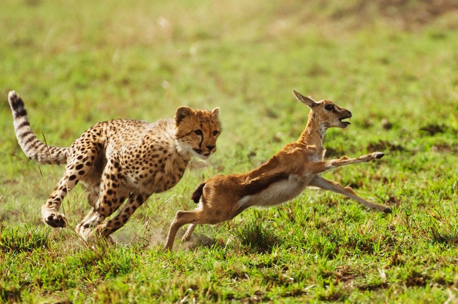 Screams Heard Round the Animal World | Scientific American