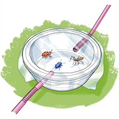 Species Science: Exploring Bug Biodiversity - Scientific American