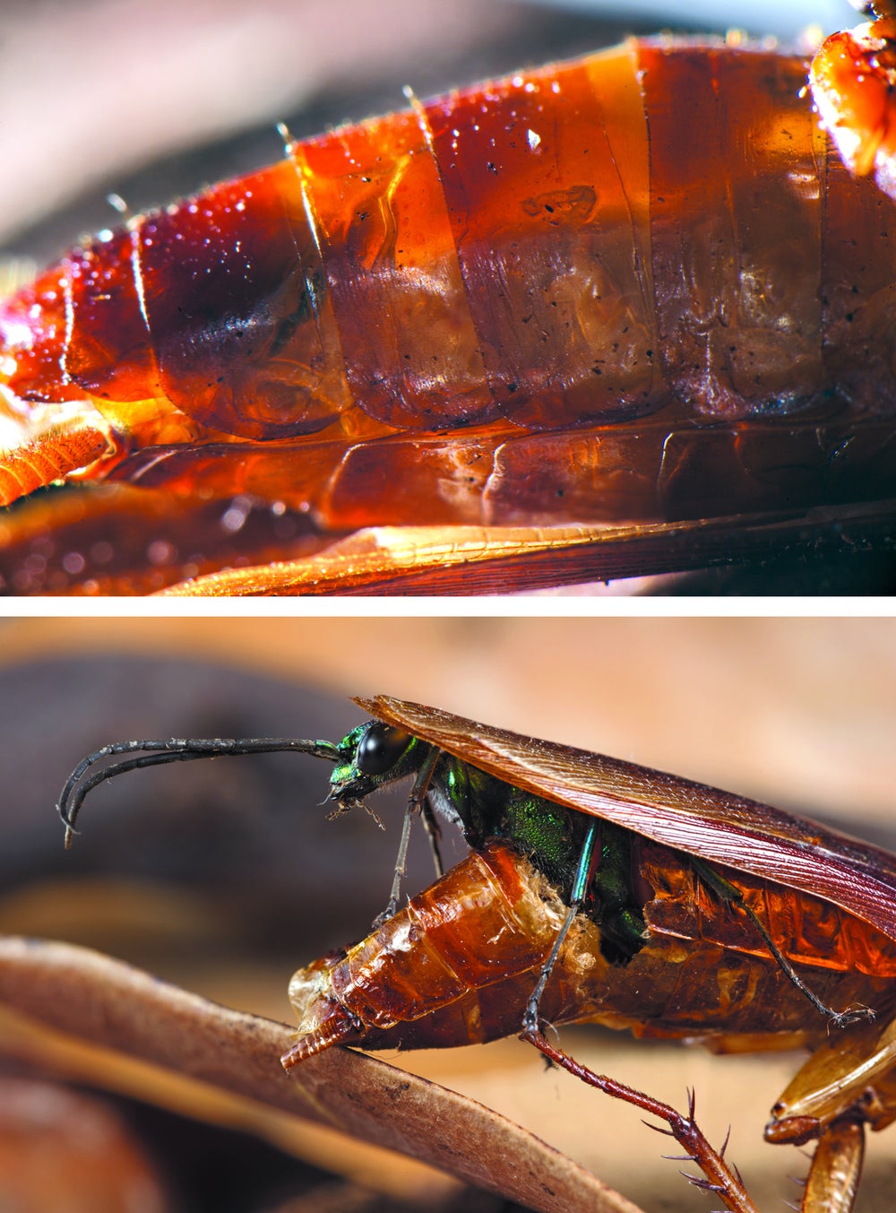 The Epic, Absurdly Complex Battle between a Zombie Maker and Its Victim ...