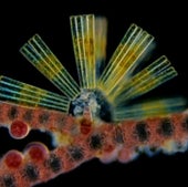 Small Wonders: 20 Winning Images Depict Life under the Microscope ...