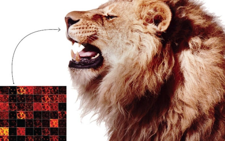 Lion Facial Recognition Debuts in Africa - Scientific American