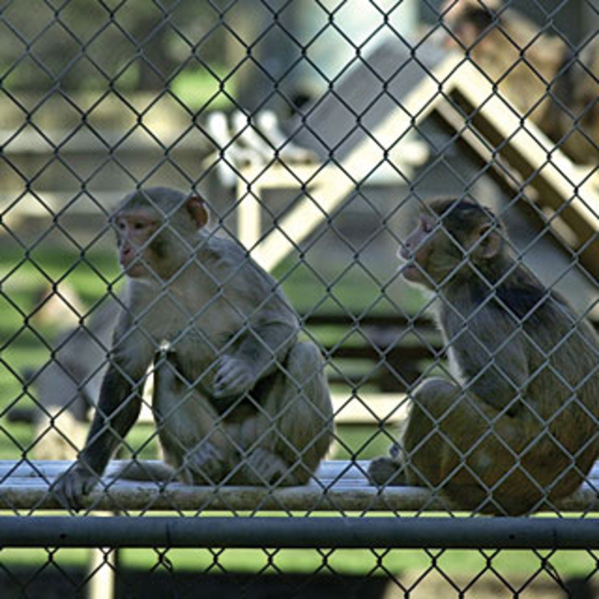 Swiss Primate Legislation Could End Some Brain Research | Scientific ...