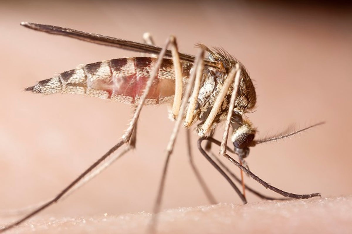Viruses Hijack the Body's Response to Mosquito Bites | Scientific American