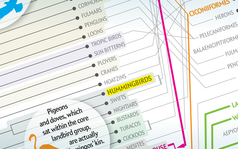The Bird Family Tree Gets a Makeover - Scientific American
