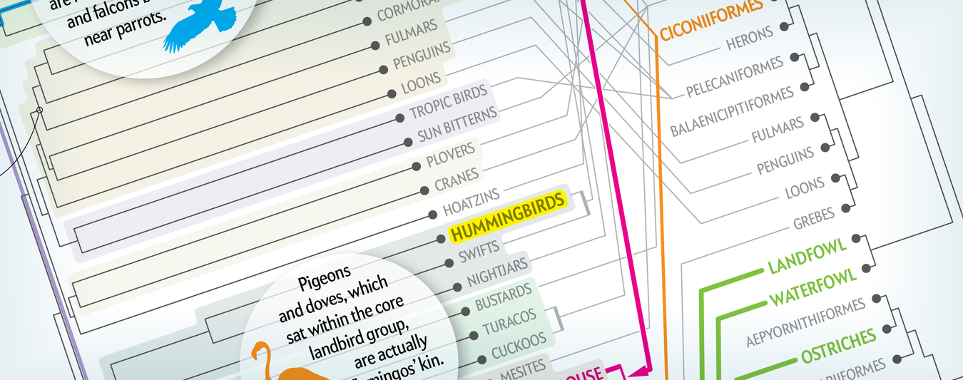 The Bird Family Tree Gets a Makeover | Scientific American
