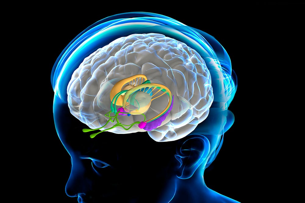 Where Imagination Lives in Your Brain | Scientific American
