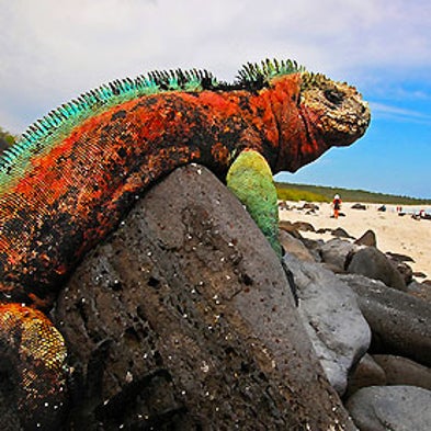 Island Lizards Are Tamer Than Mainland Counterparts - Scientific American