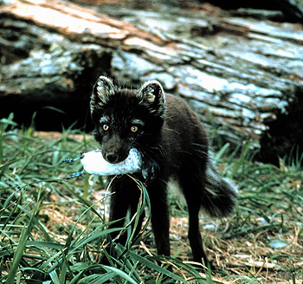 Revenge of the Fox - Scientific American