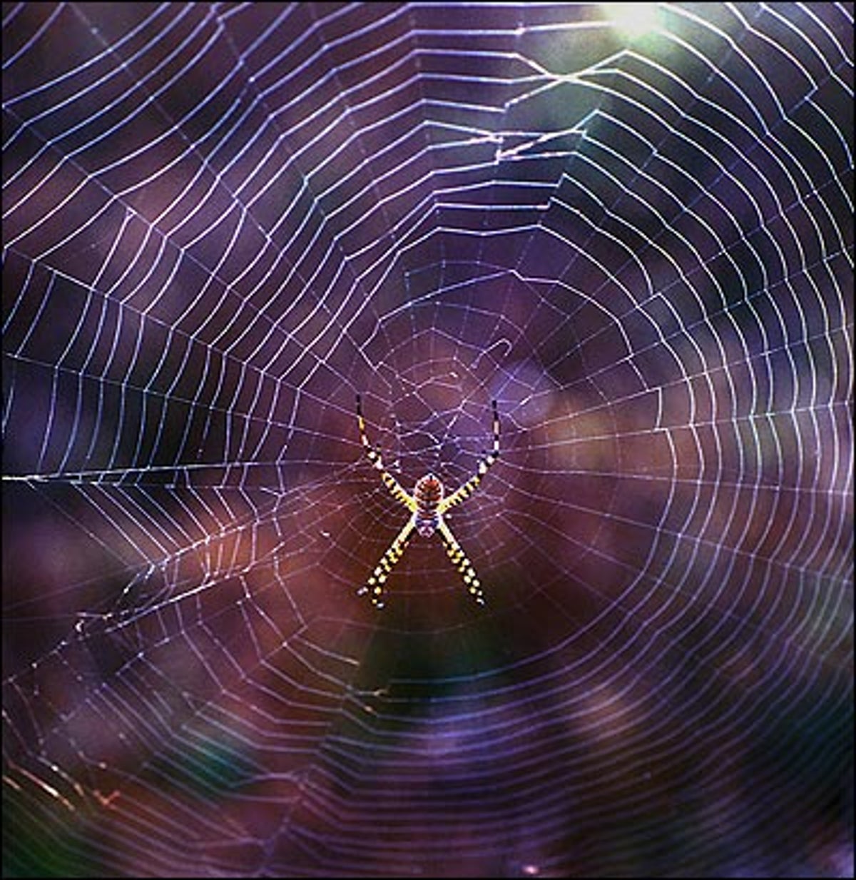 Ancient Orb Weavers | Scientific American