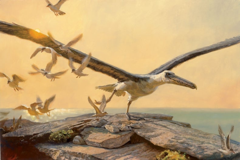 Bizarre, Giant Birds Once Ruled the Skies - Scientific American
