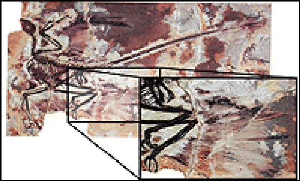 Dino Flight: Did a Four-Winged Dinosaur Stack Its Wings Like a Biplane ...