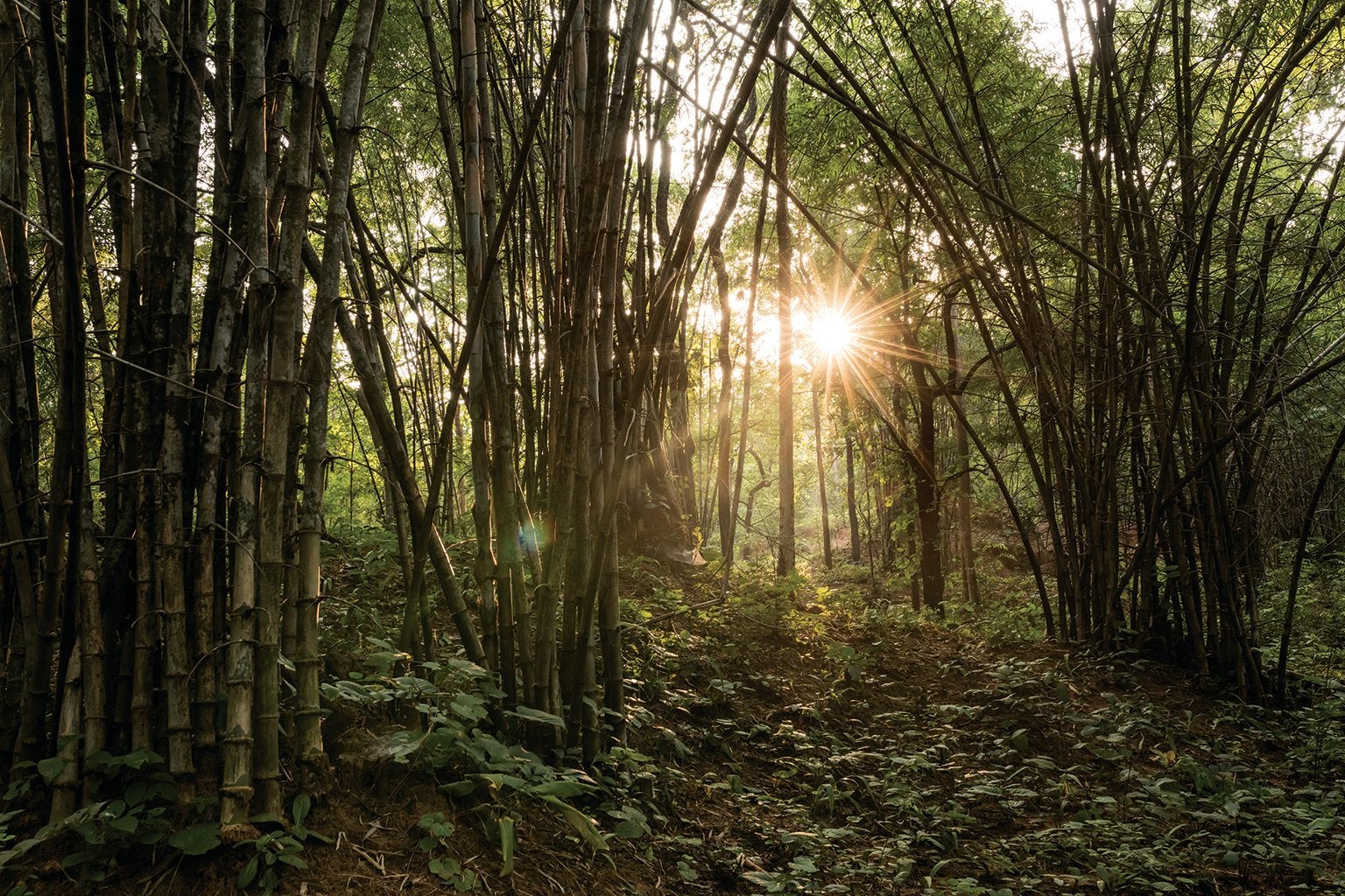 Sacred Groves An Ancient Tradition Of Nature Conservation Scientific Sacred Groves An Ancient Tradition Of Nature Conservation Scientific