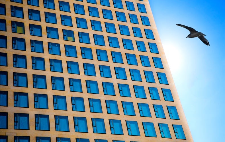 Why Some Birds Are Likely To Hit Buildings - Scientific American