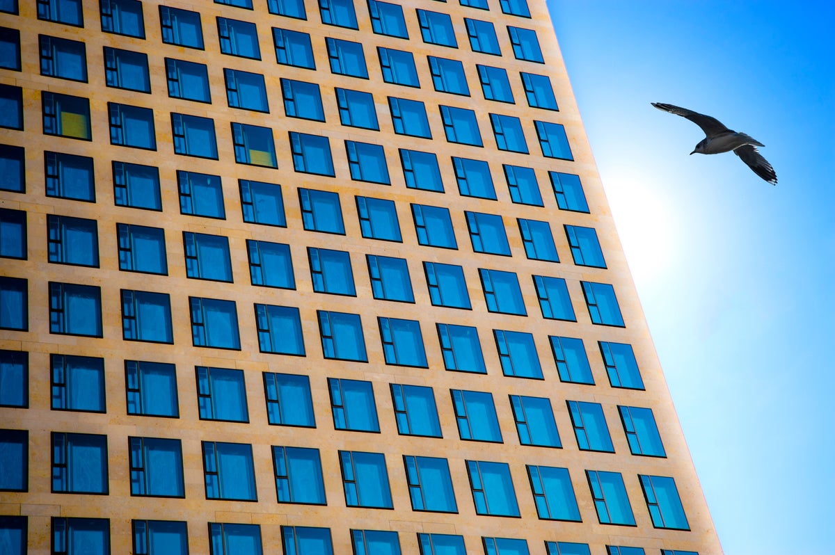 Why Some Birds Are Likely To Hit Buildings | Scientific American