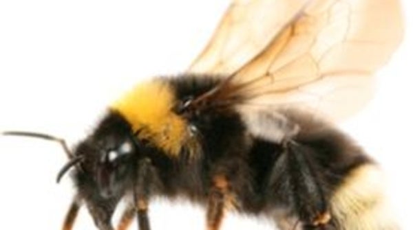 Do Bees Have Feelings? - Scientific American