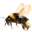 I'll Bee There for You: Do Insects Feel Emotions? - Scientific American