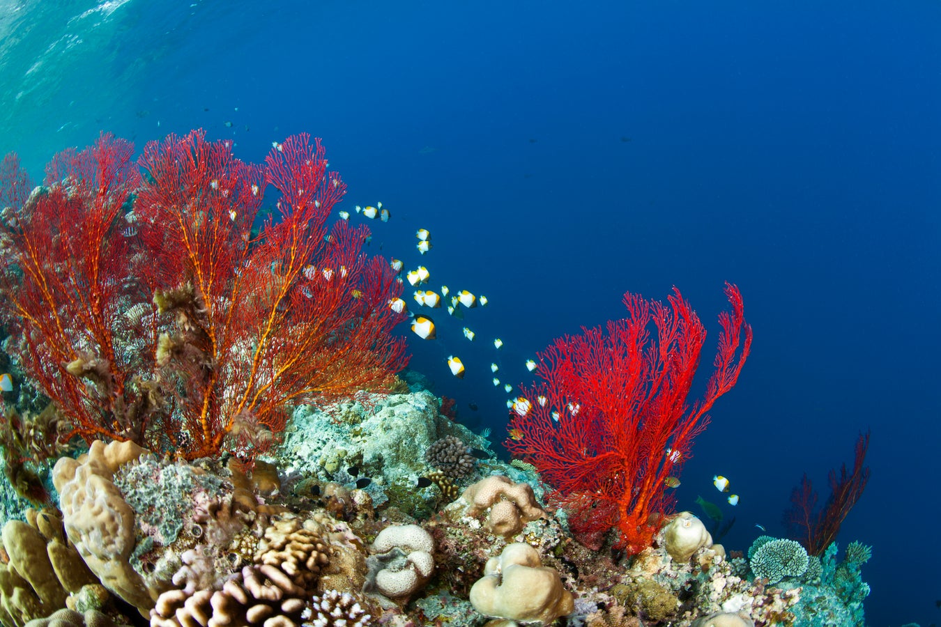 A Historic Deal to Protect the High Seas Makes Researchers 'Ecstatic ...