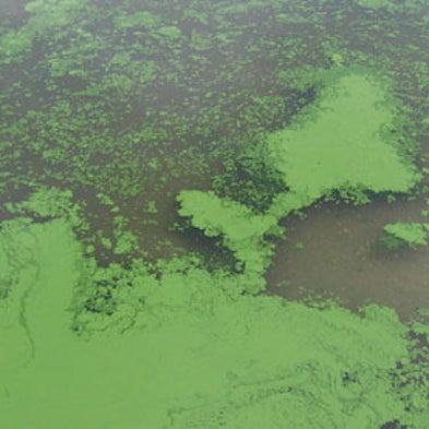 Harmful Algal Blooms Increase as Lake Water Warms - Scientific American