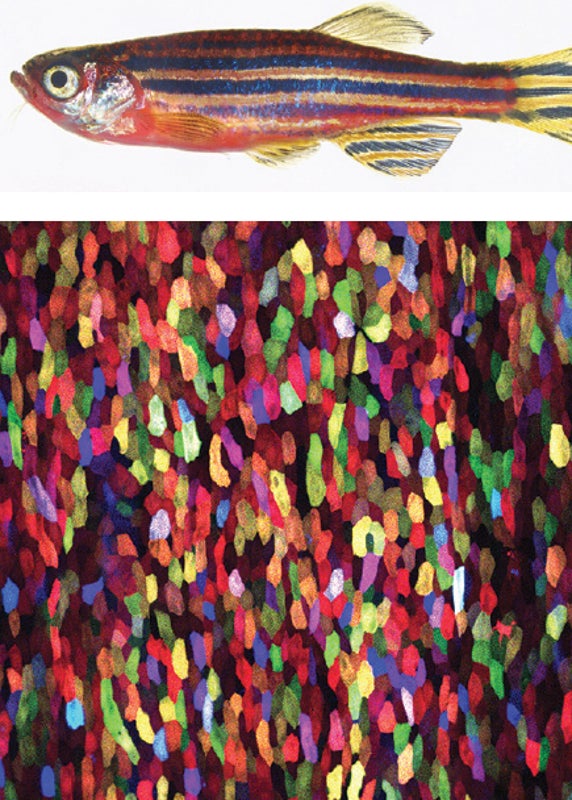 Every Skin Cell of This Fish Glows a Different Color - Scientific American