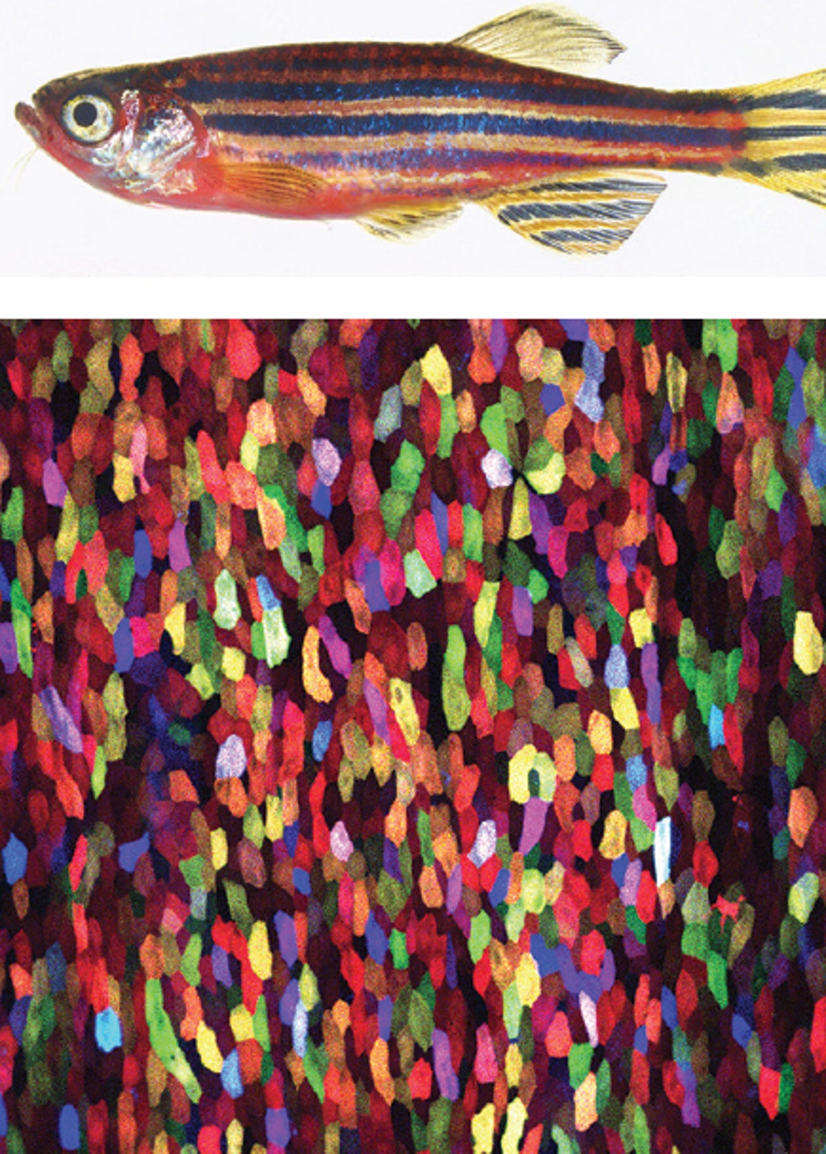 Every Skin Cell of This Fish Glows a Different Color | Scientific American