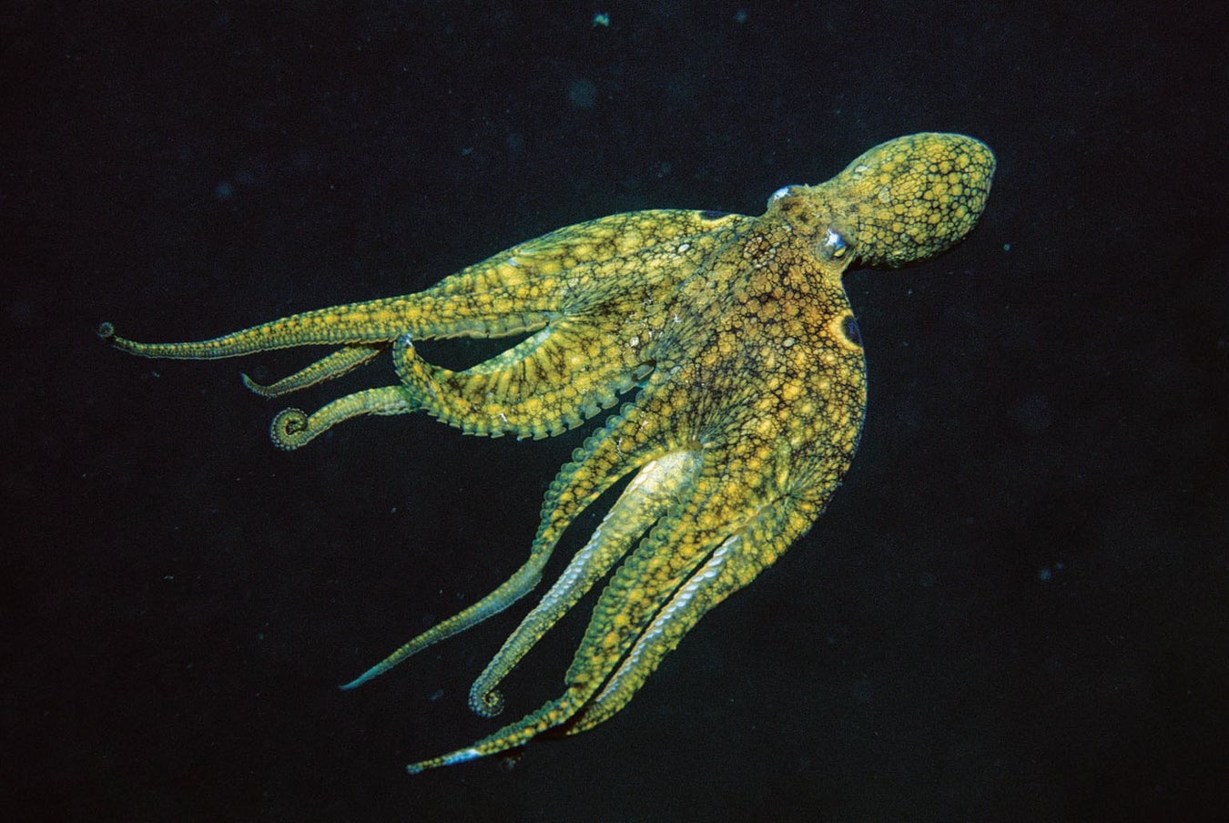 How Octopus Arms Bypass the Brain | Scientific American