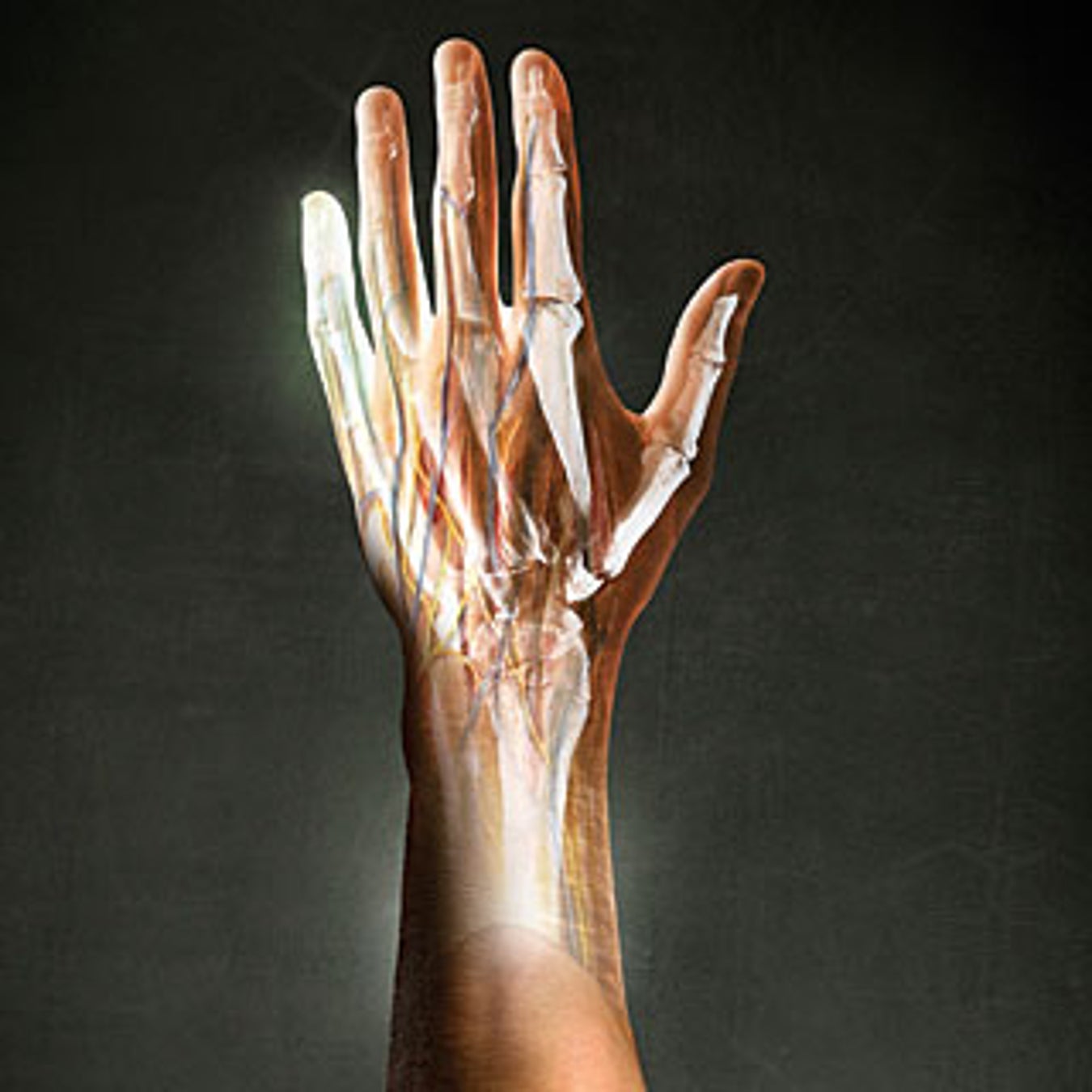 Regrowing Limbs: Can People Regenerate Body Parts? | Scientific American