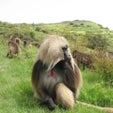 Monkey Say, Monkey Do: Baboons Can Make Humanlike Speech Sounds ...