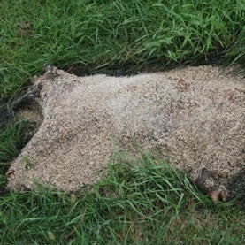 Conventional Forensic Theory on Order of Bugs That Feast on Corpses ...