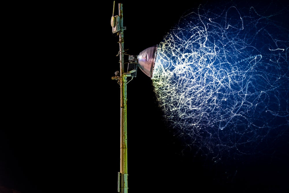 Nocturnal Pollinators Go Dark under Street Lamps | Scientific American