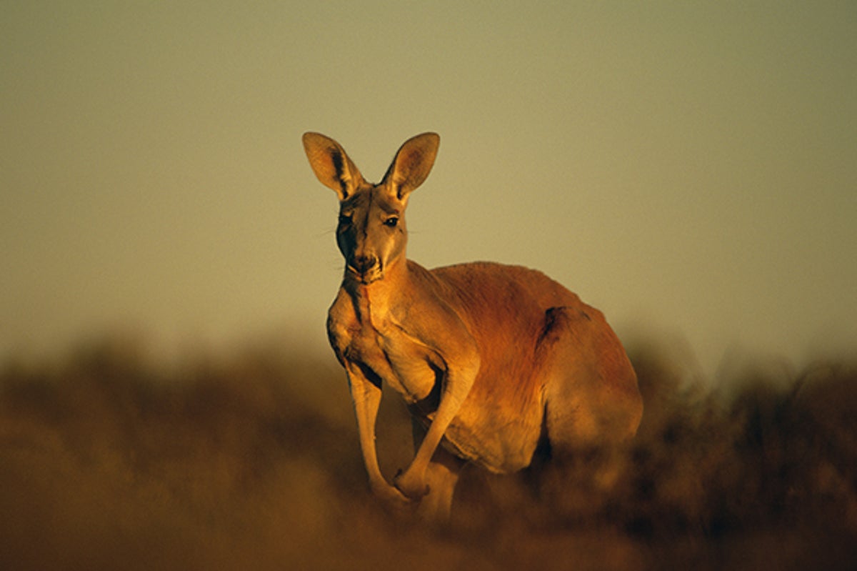Did a Changing Climate Wipe Out the Giant Kangaroo? | Scientific American